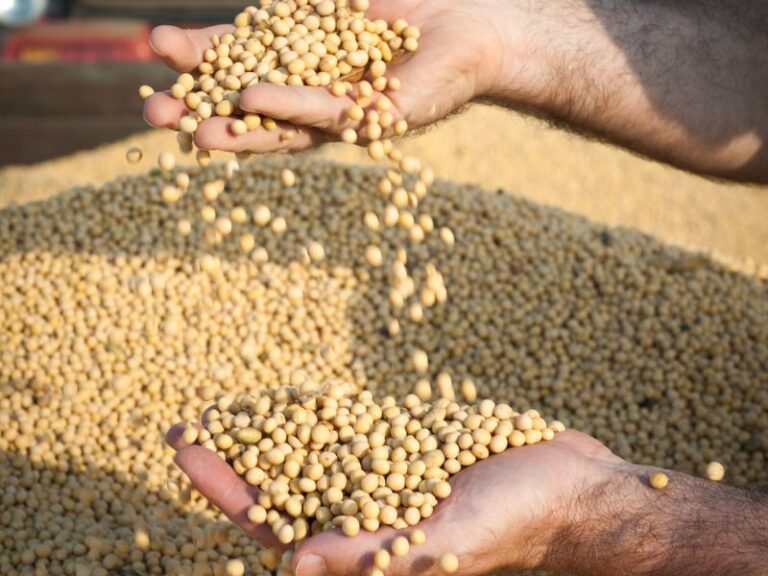 A Importância da Soja para o Agronegócio Brasileiro