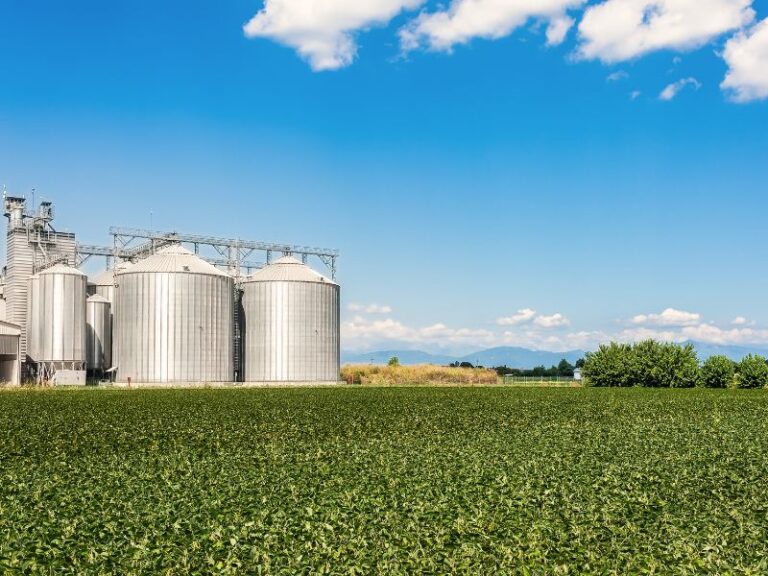 A Importância da Soja para o Agronegócio Brasileiro