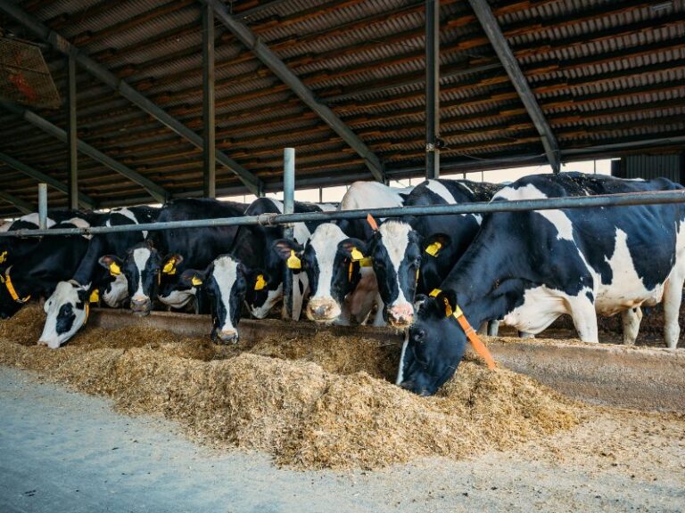 Como Fazer um Free Stall: Guia Completo para Iniciantes