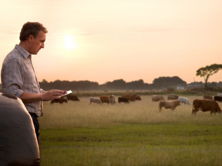 Quantos Quilos é uma Arroba de Boi Vivo: Guia Completo