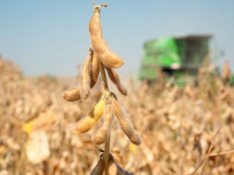 Semente de Soja: Guia Completo para Produtividade Agrícola